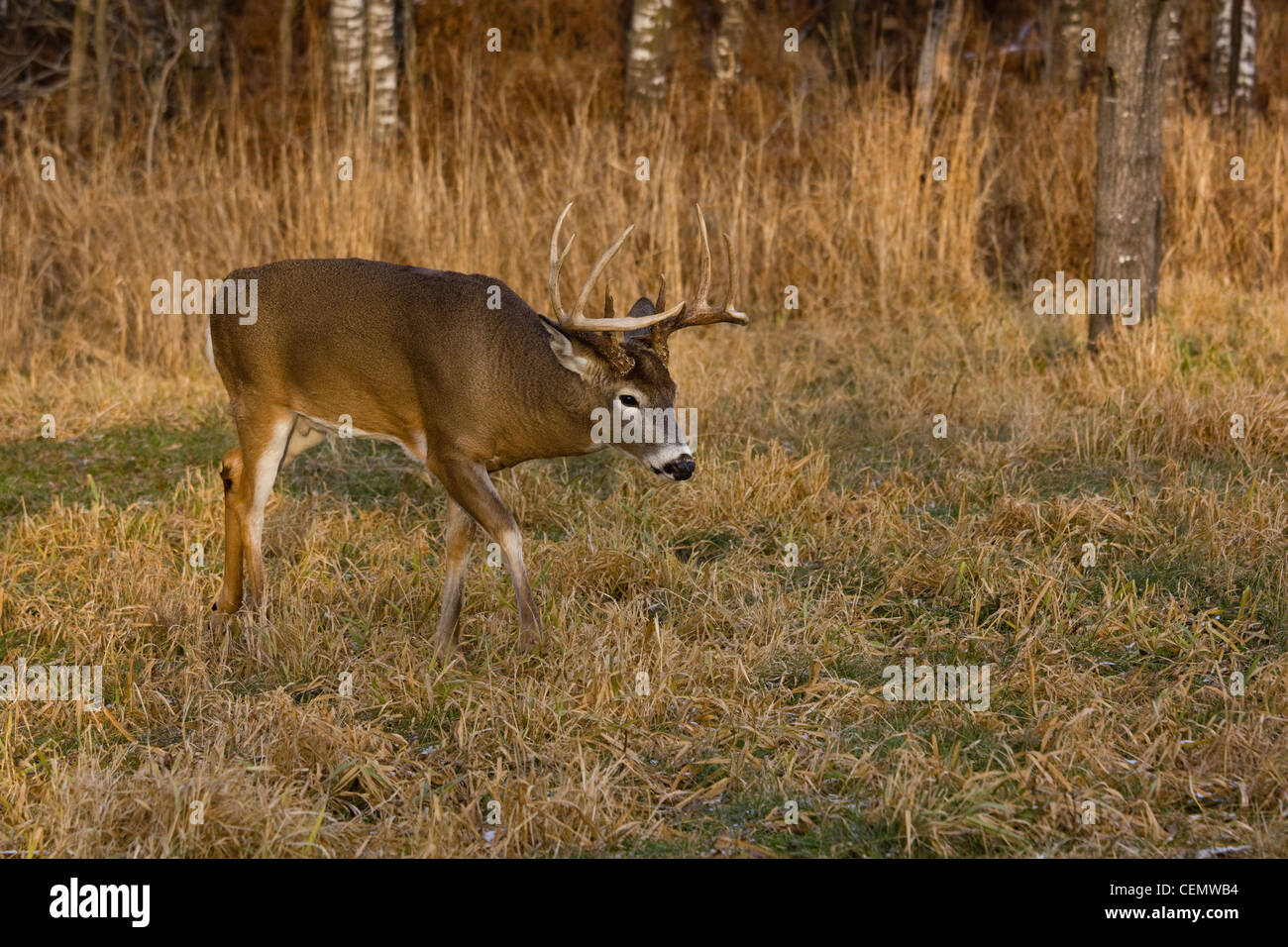 White-tailed buck in autumn Stock Photo - Alamy