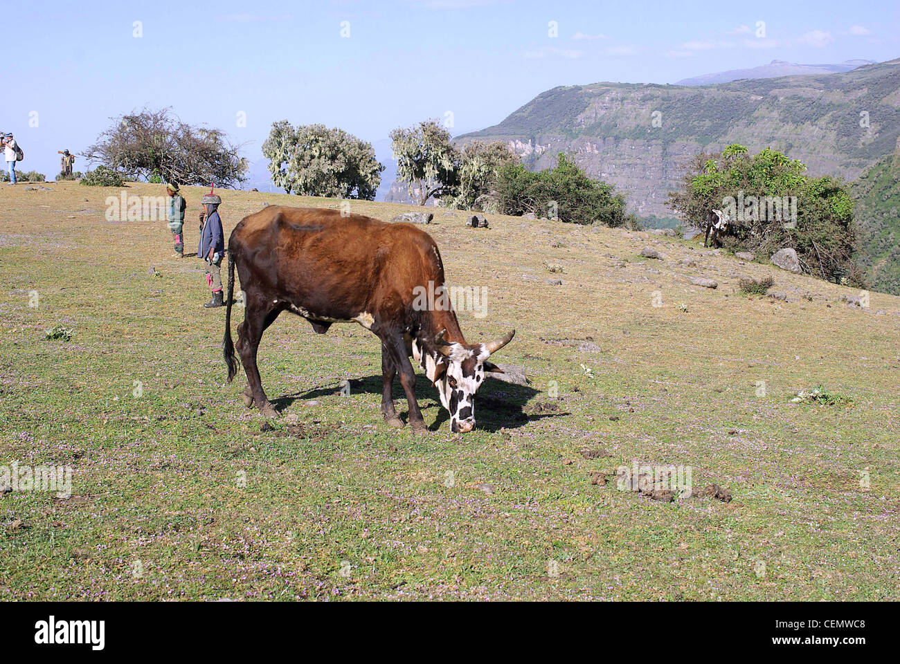 Cow in Ethiopia Stock Photo - Alamy