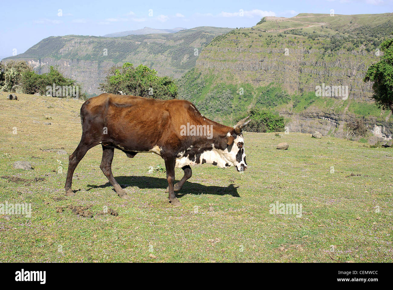 Ethiopia cow hi-res stock photography and images - Alamy