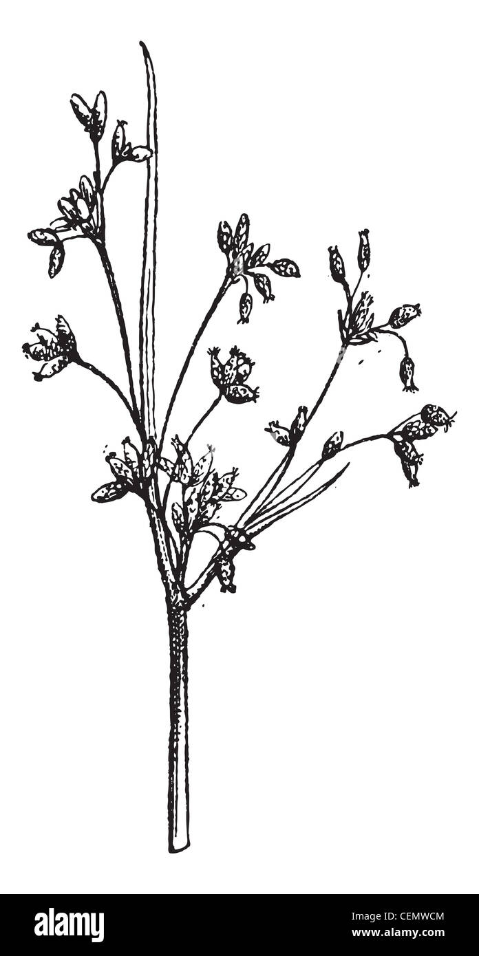Bulrush isolated on white, vintage engraved illustration. Dictionary of ...