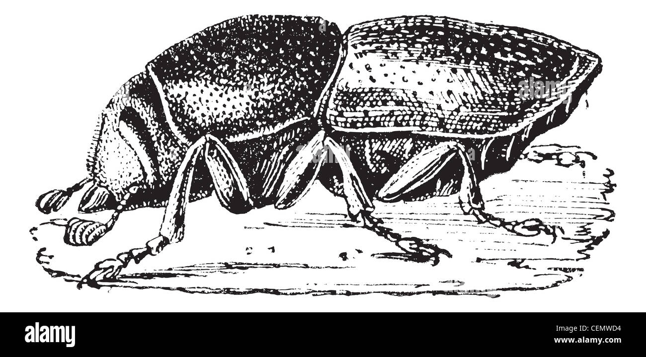 Destructive or Dark flour beetle (Tribolium destructor), vintage ...