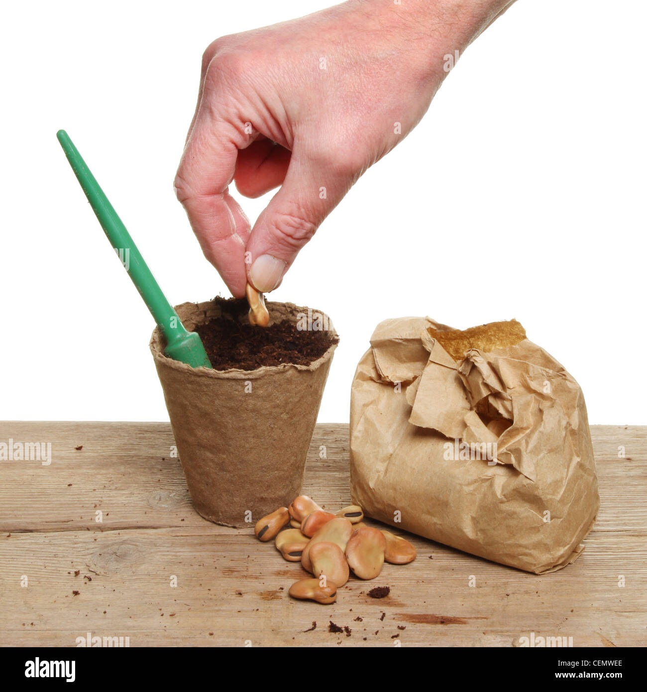 hand planting a bean seed into a pot on a potting bench Stock Photo - Alamy