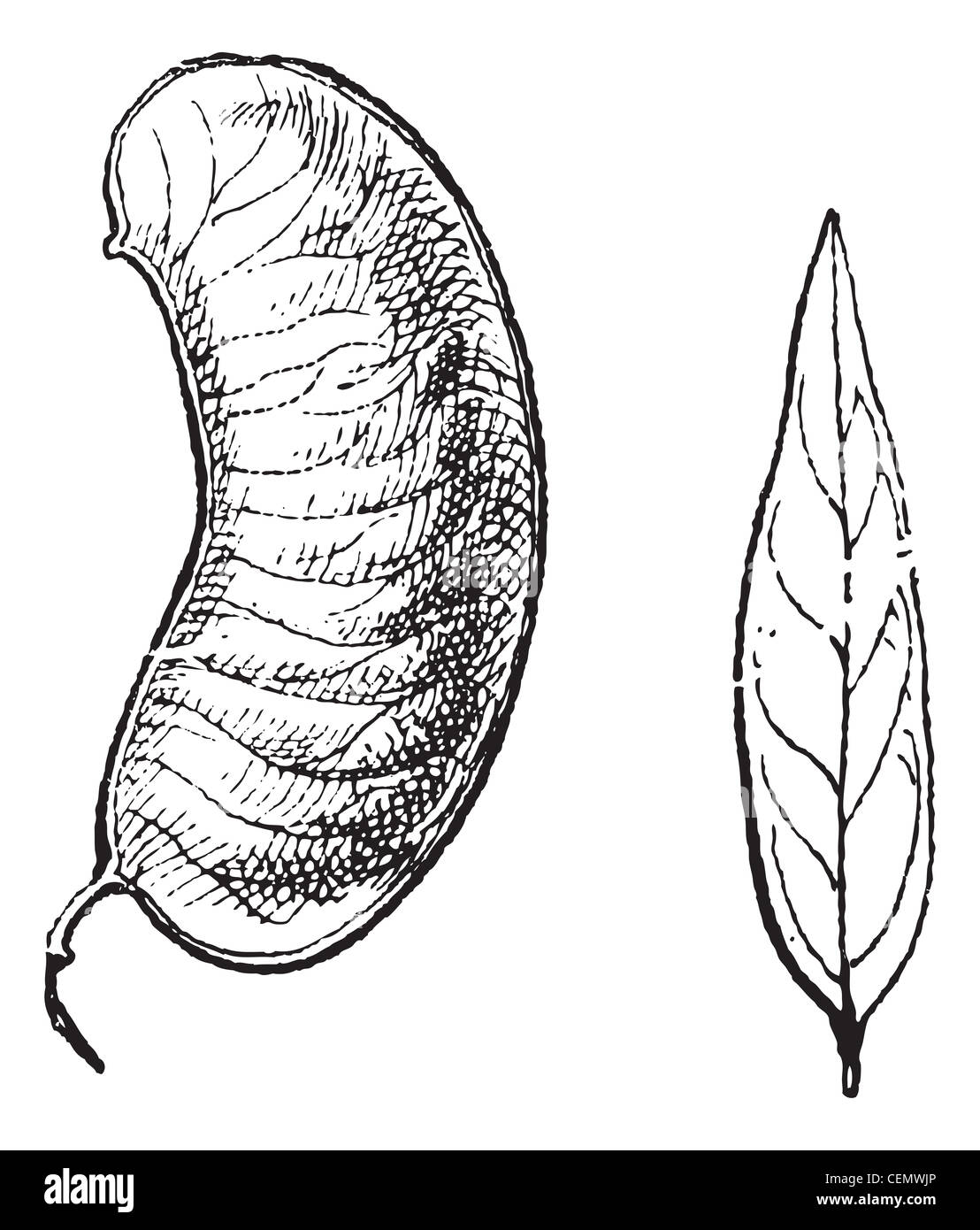 Senna or Sennas, vintage engraved illustration. Dictionary of words and ...