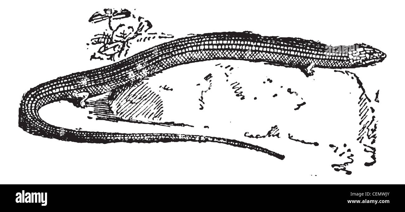 Seps, a snake from medieval bestiaries, vintage engraved illustration ...