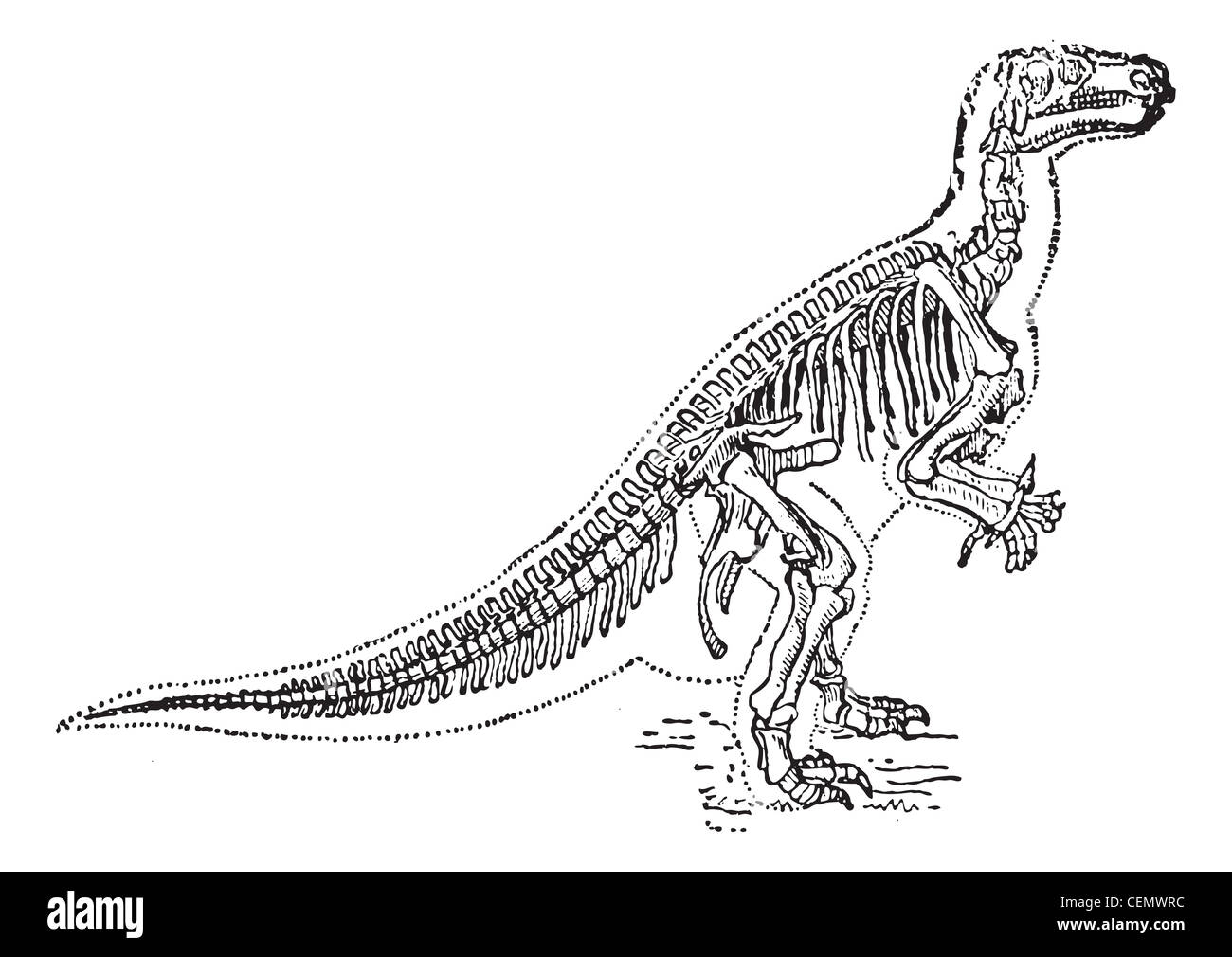 Dinosaur extinct iguanodon illustration hi-res stock photography and ...