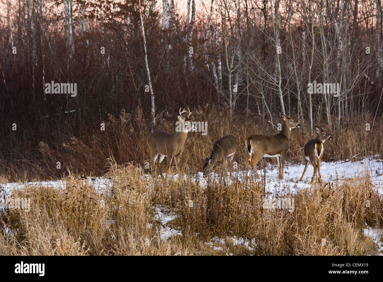 White-tailed buck(s) in fall Stock Photo - Alamy