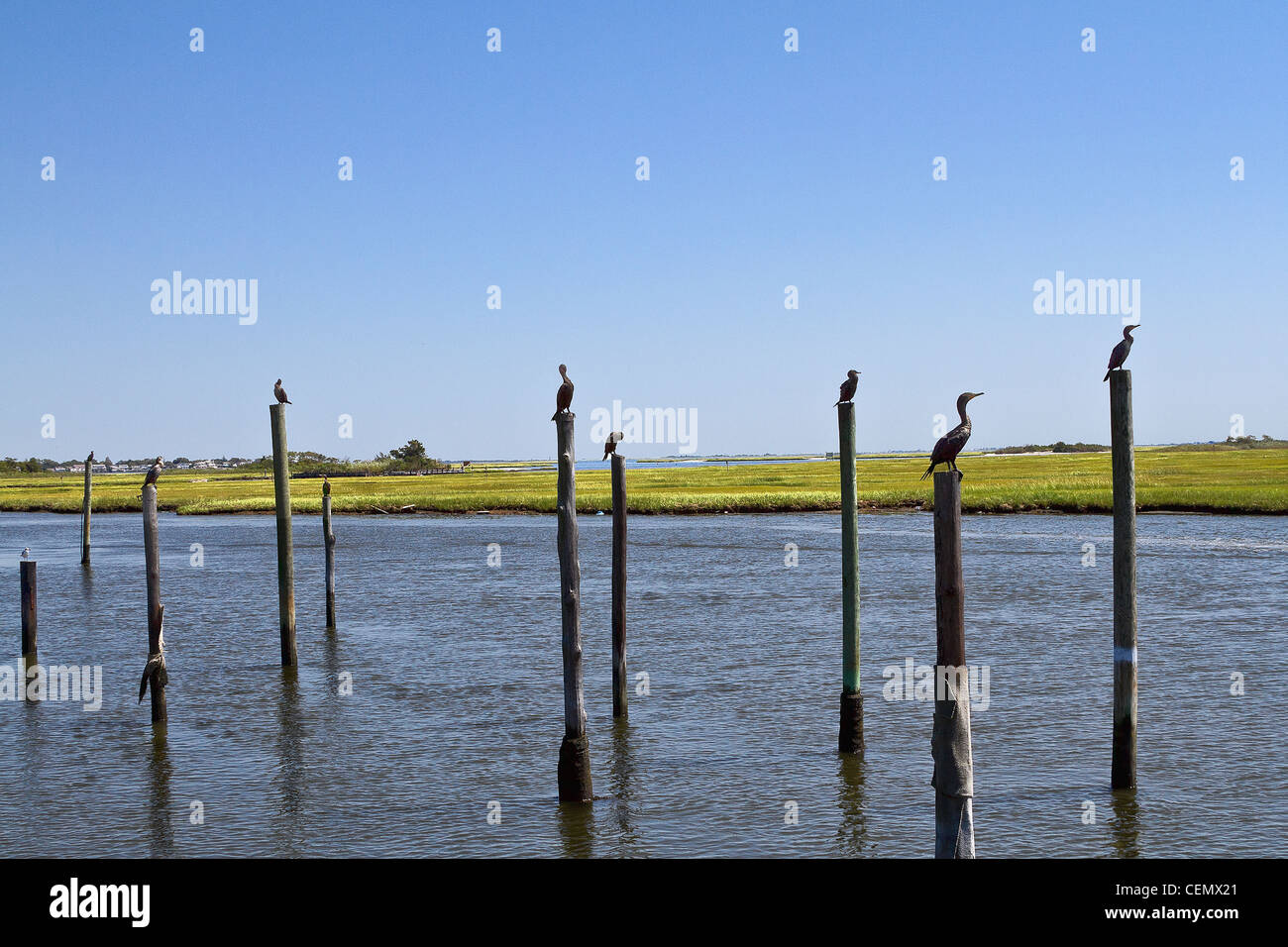 a series of birds sitting atop docking poles on a bay Stock Photo - Alamy
