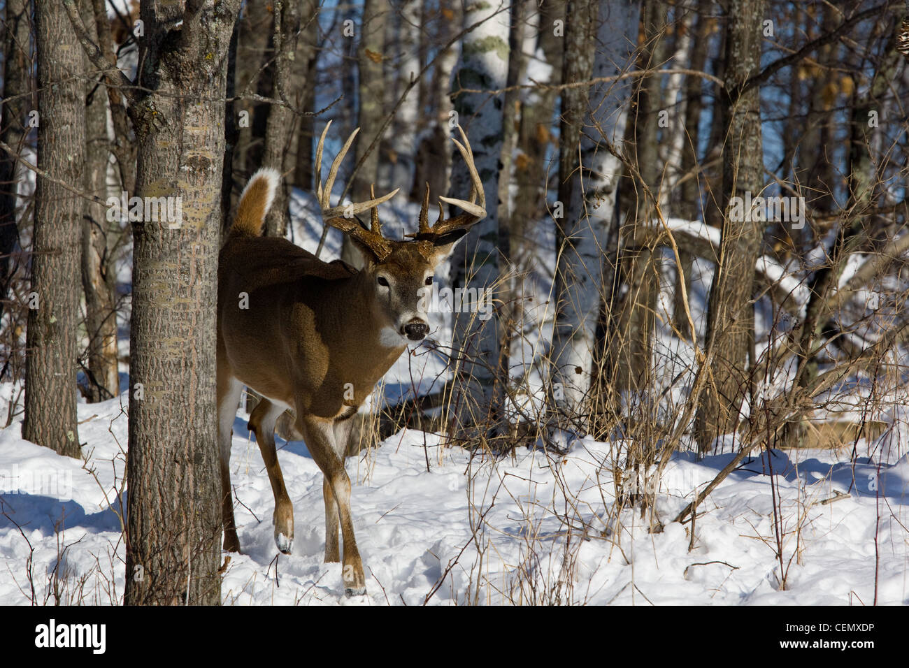 White-tailed buck in winter Stock Photo - Alamy