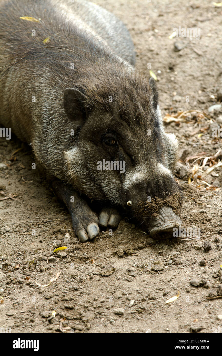 Fat pig obese hi-res stock photography and images - Alamy