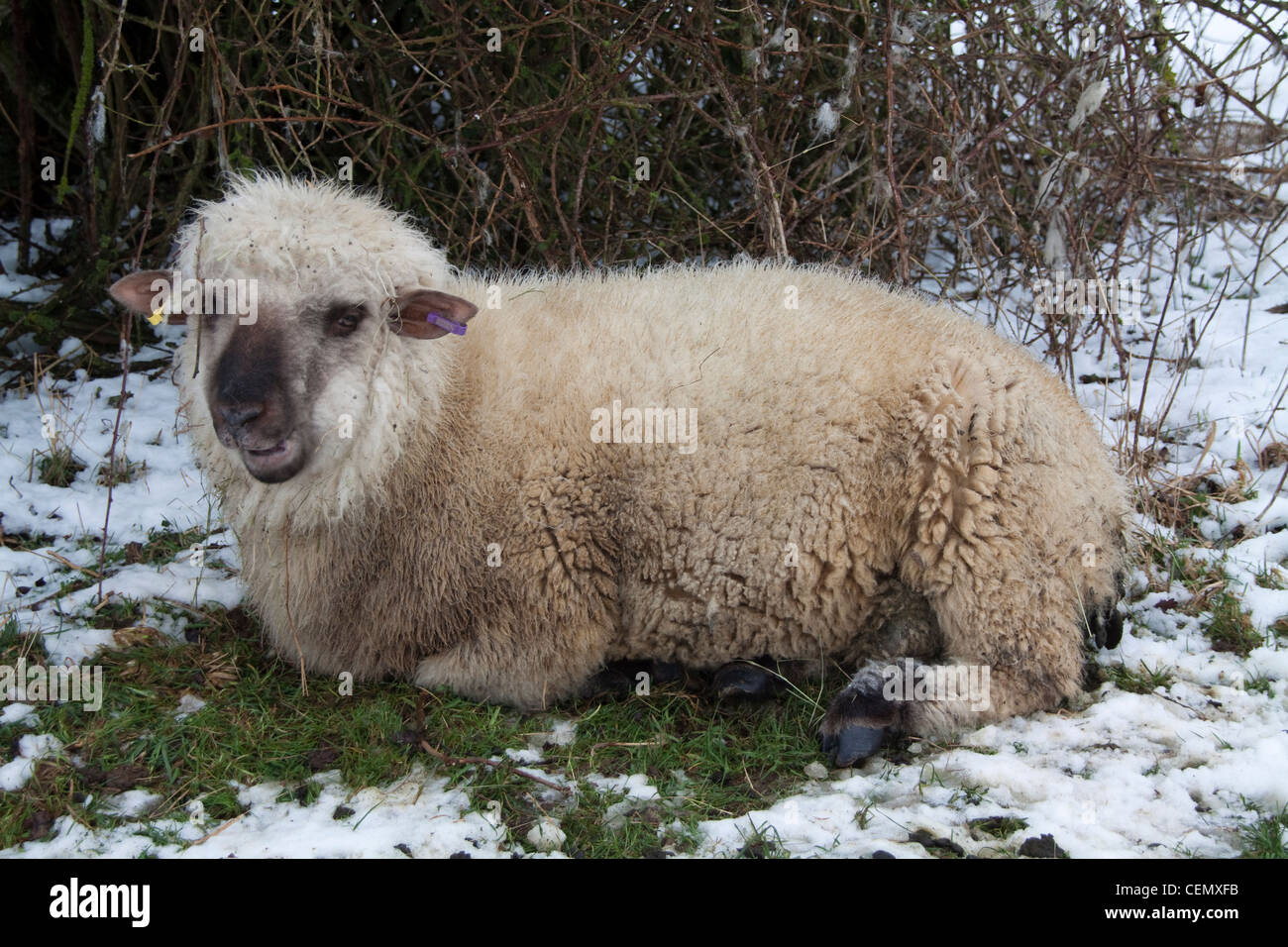 Cotswold winter weather sheep hi-res stock photography and images - Alamy
