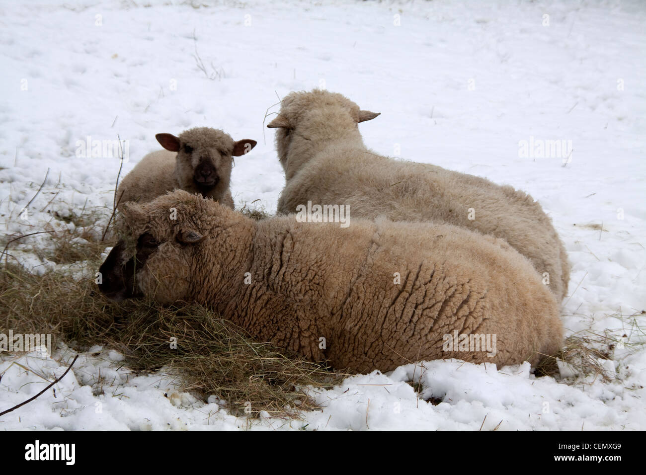 Sheep in the Snow Stock Photo - Alamy