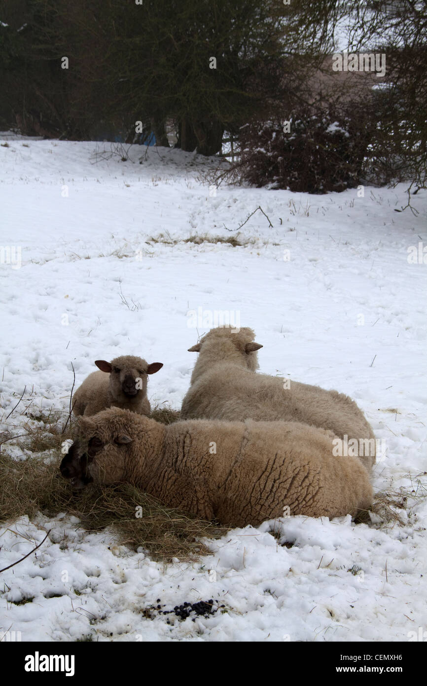 Sheep in the Snow Stock Photo - Alamy
