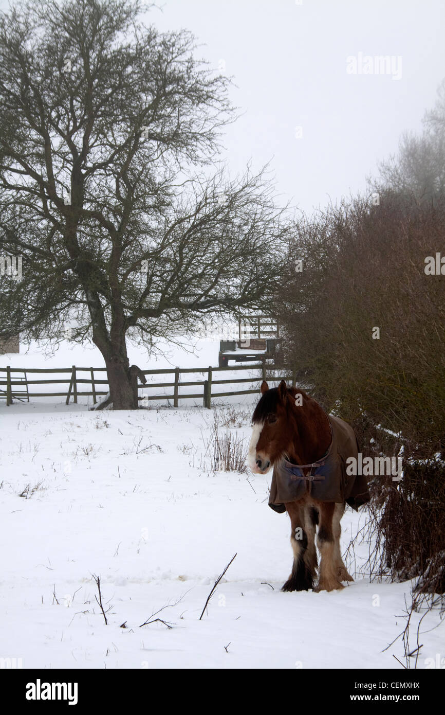 Shire Horse in Winter Stock Photo - Alamy