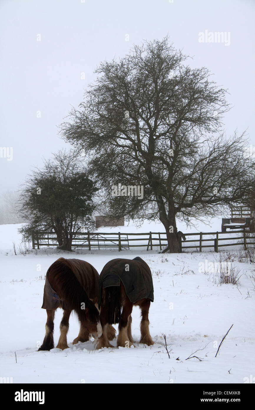 Shire Horses in Winter Stock Photo - Alamy