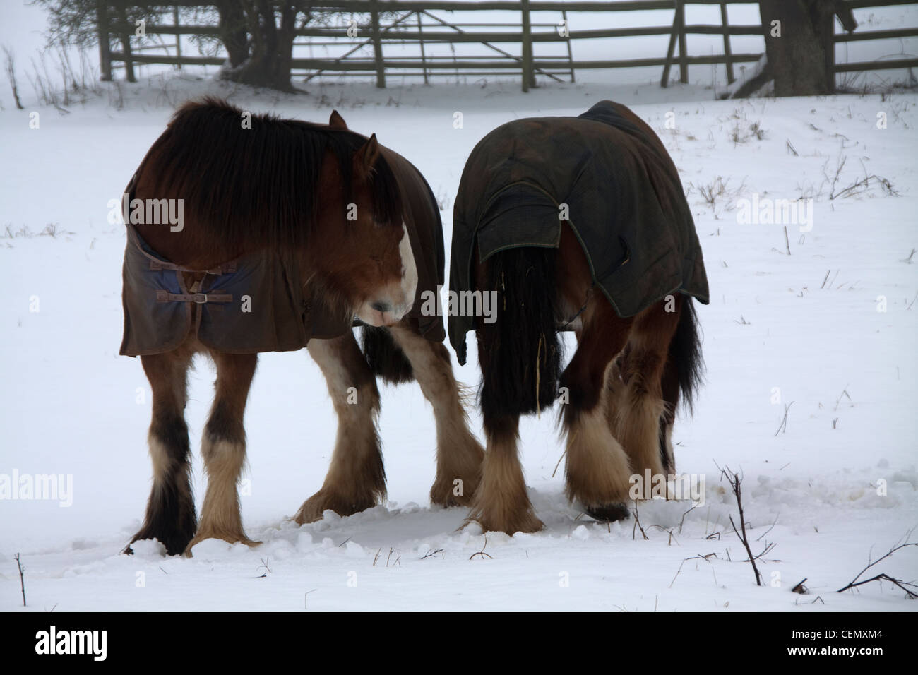 Shire horses in snow hi-res stock photography and images - Alamy
