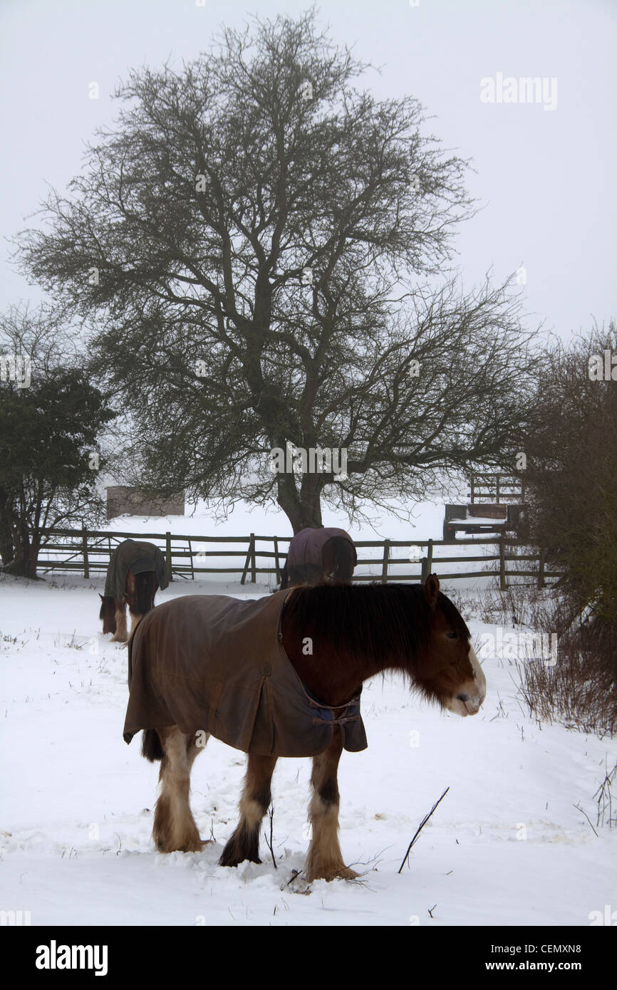 Shire Horses in Winter Stock Photo - Alamy