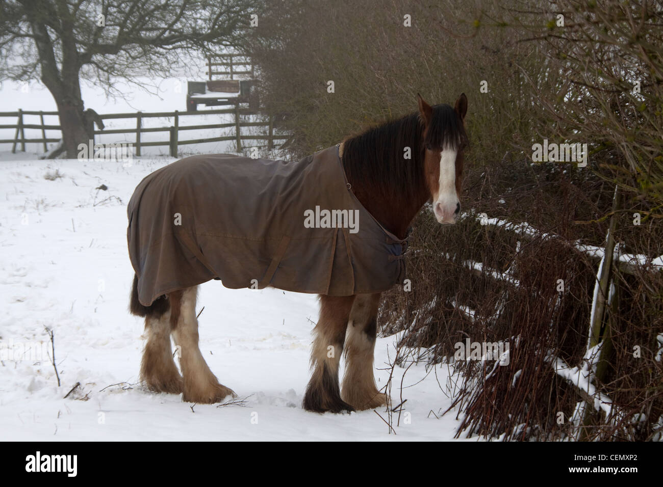Shire Horse in Winter Stock Photo - Alamy
