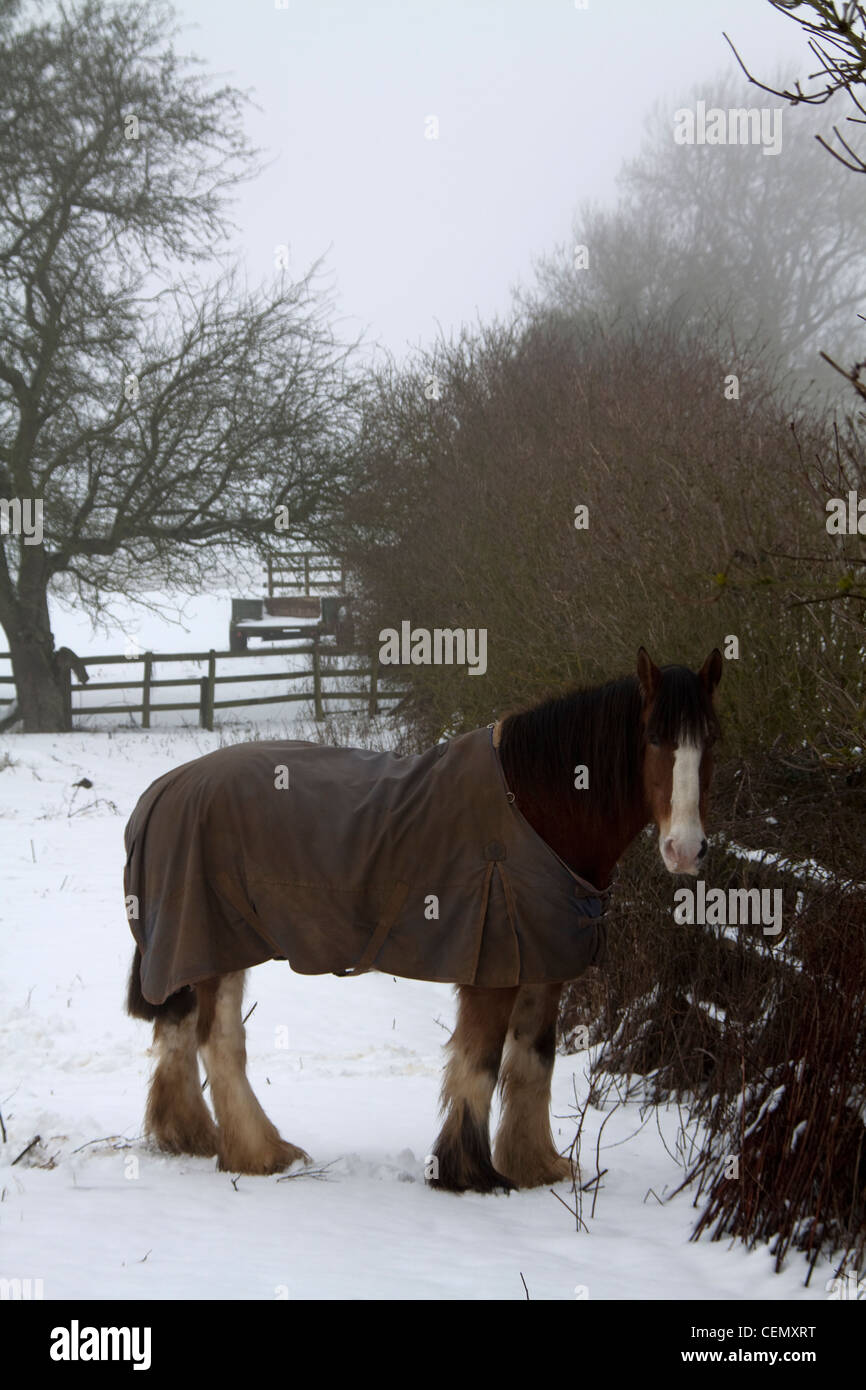 Shire Horse in Winter Stock Photo - Alamy
