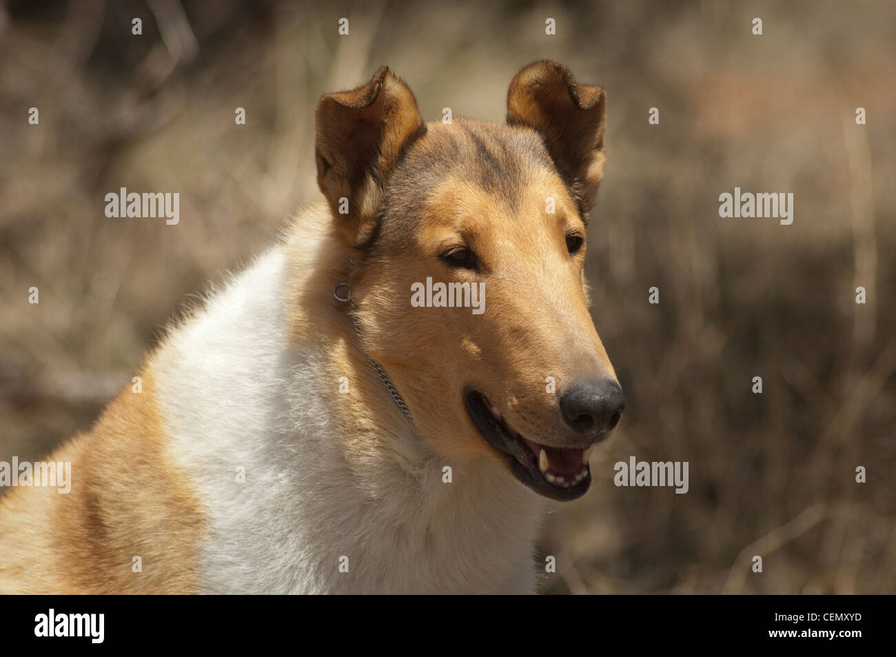Smooth collie dog hi-res stock photography and images - Alamy