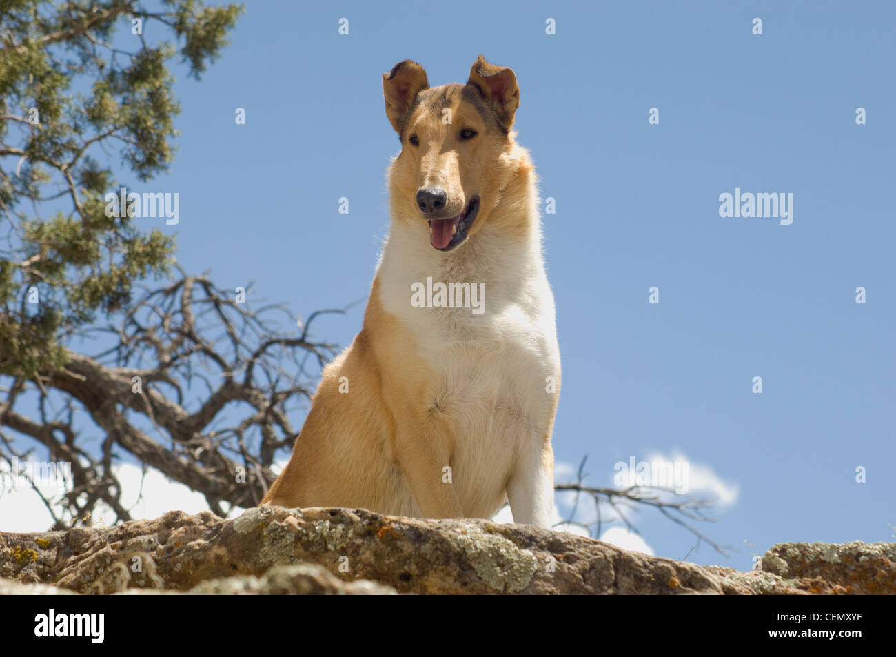 Canine on ledge hi-res stock photography and images - Alamy