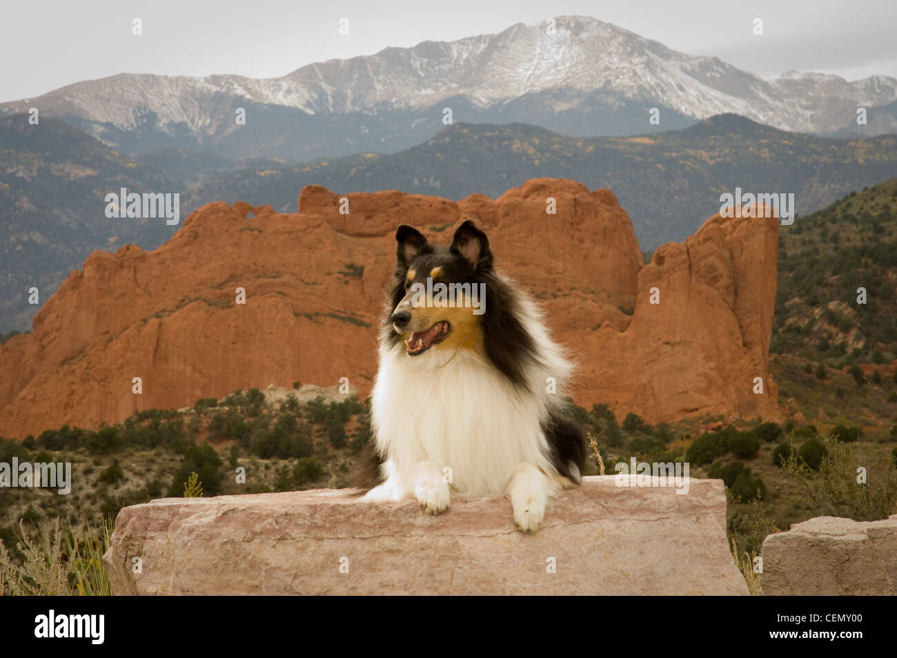 Rough tricolor collie lying on rock with Pike's Peak and Garden of the ...