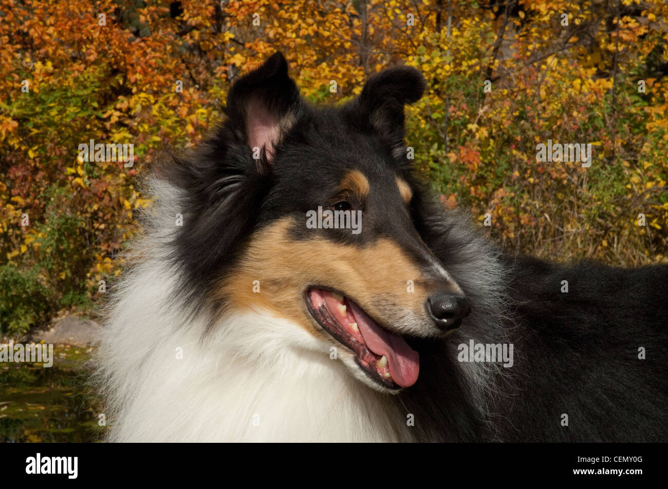 Collie head hi-res stock photography and images - Alamy