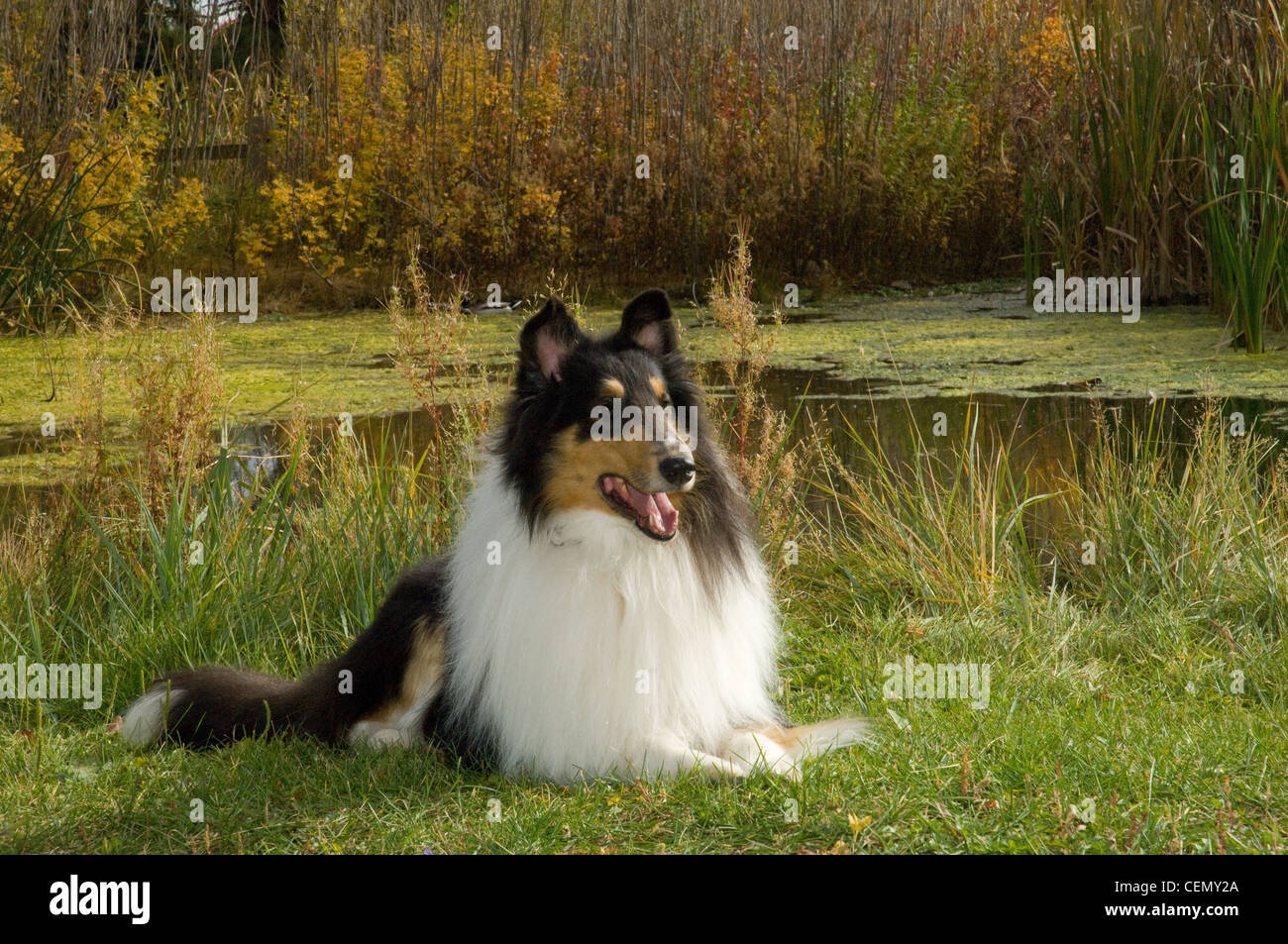 Rough tricolor collie lying in grass by pond Stock Photo - Alamy