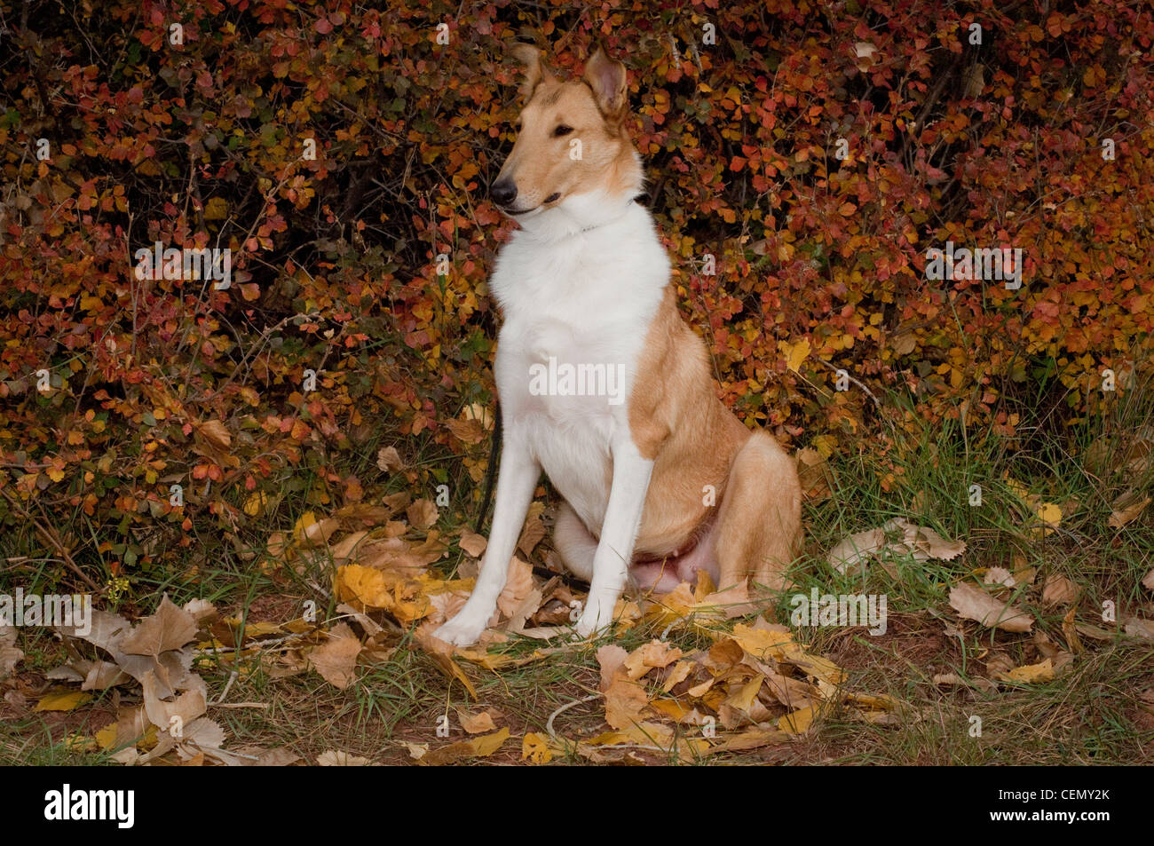 Collie smooth hi-res stock photography and images - Alamy