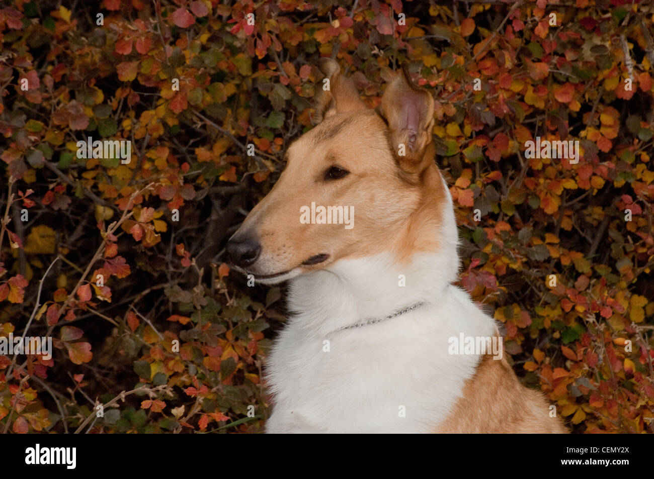 Smooth collie-head shot Stock Photo - Alamy