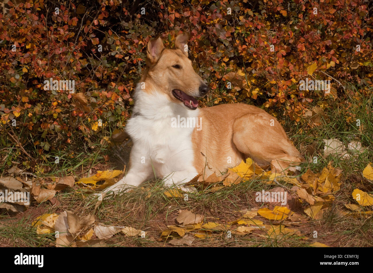 Smooth collie lying down Stock Photo - Alamy