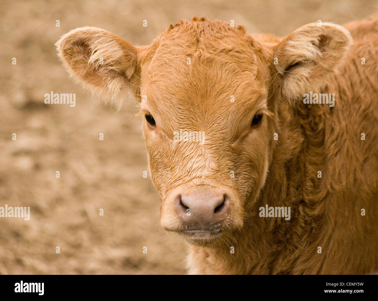 Limousin calf looking at the camera in a field in Hainford, Norfolk ...