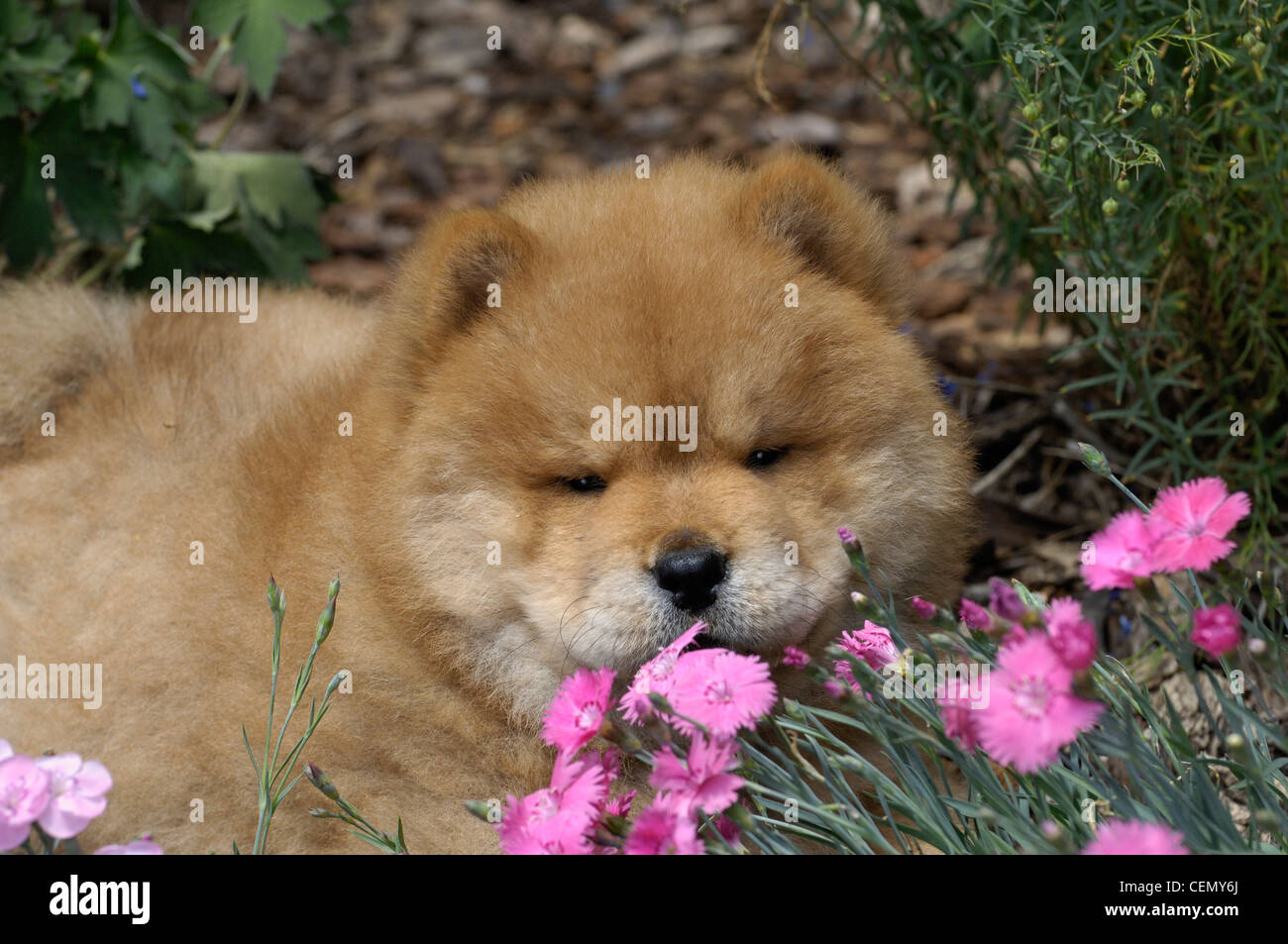 Chow chow puppy flowers hi-res stock photography and images - Alamy