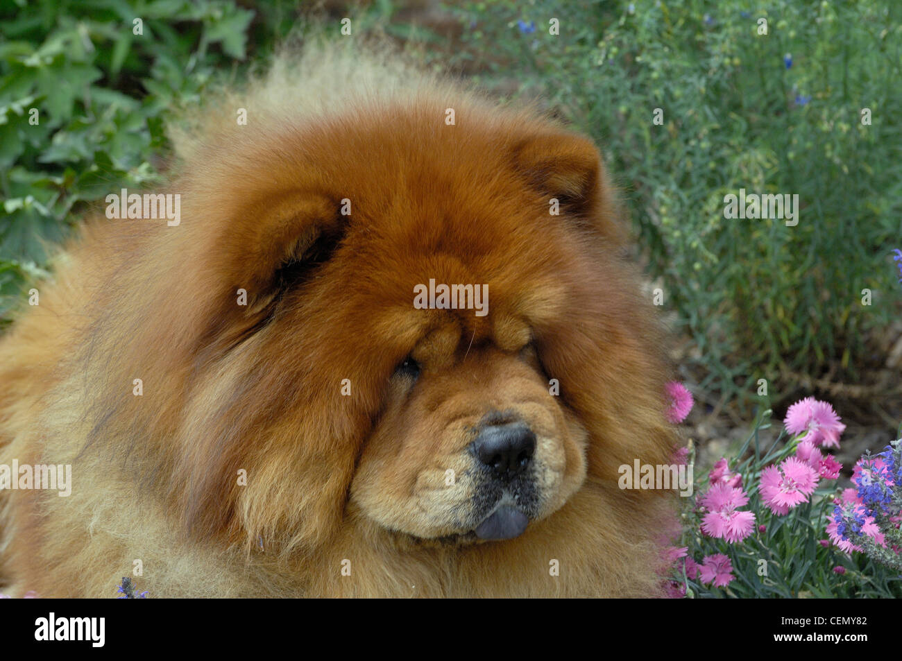 Chow Chow-head shot Stock Photo - Alamy