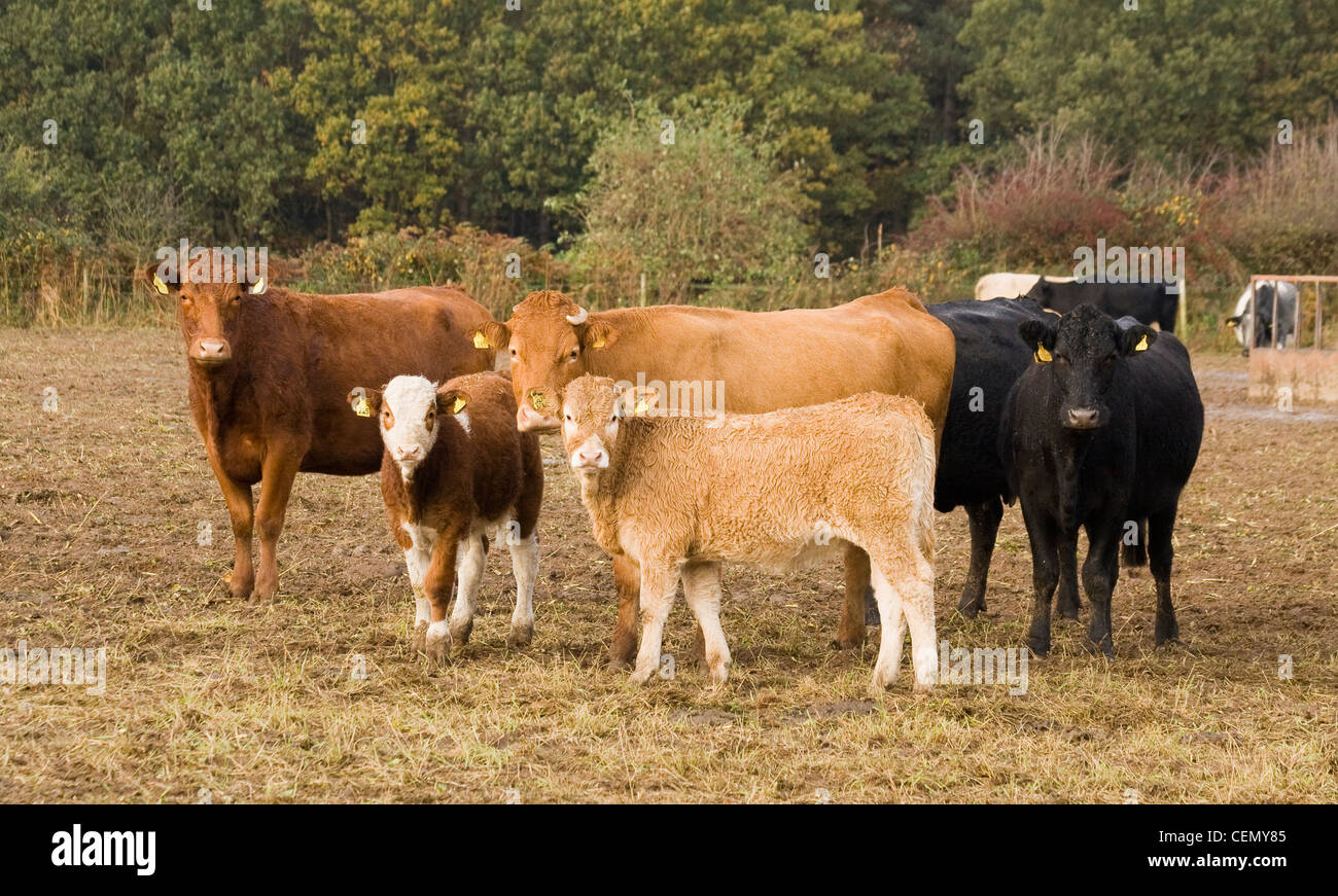 Five cows hi-res stock photography and images - Alamy