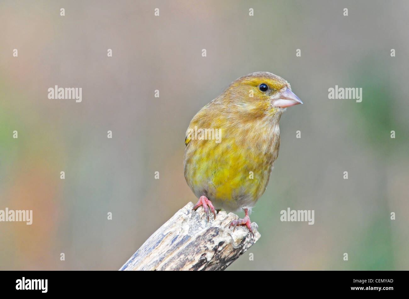 British greenfinch hi-res stock photography and images - Alamy