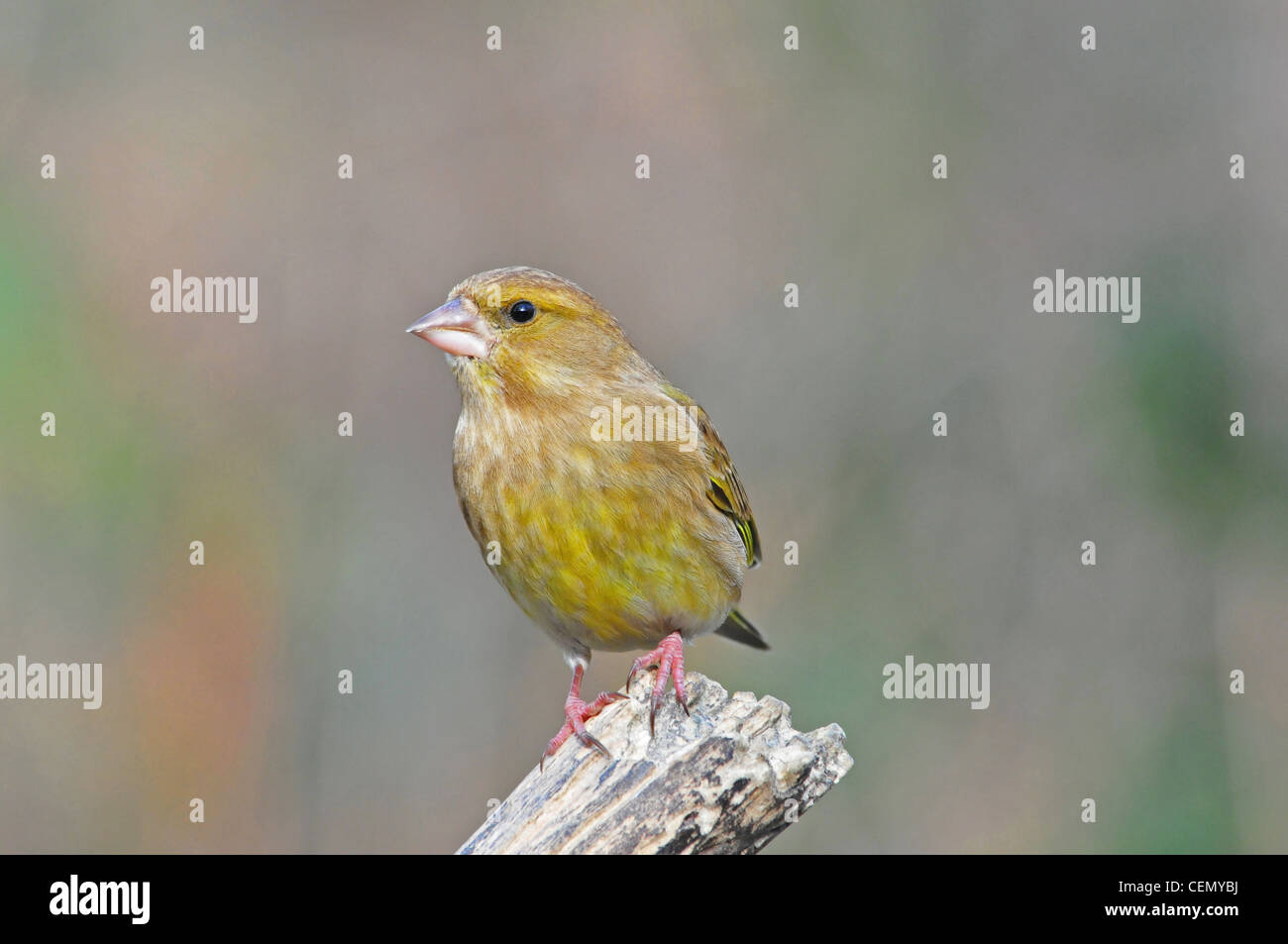 British greenfinch hi-res stock photography and images - Alamy