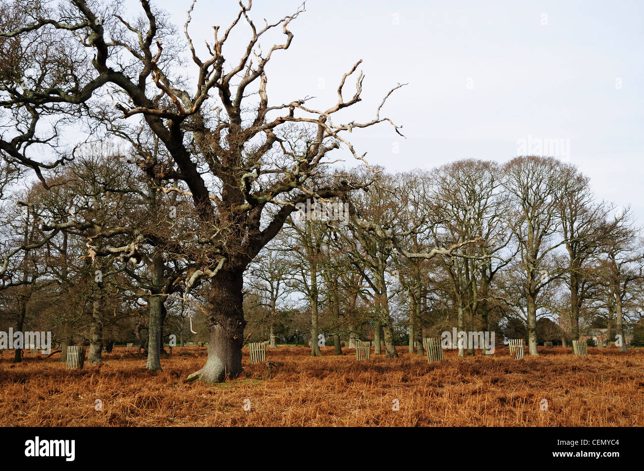 An old bare gnarly tree stands amongst the brown dead ferns in a Devon ...