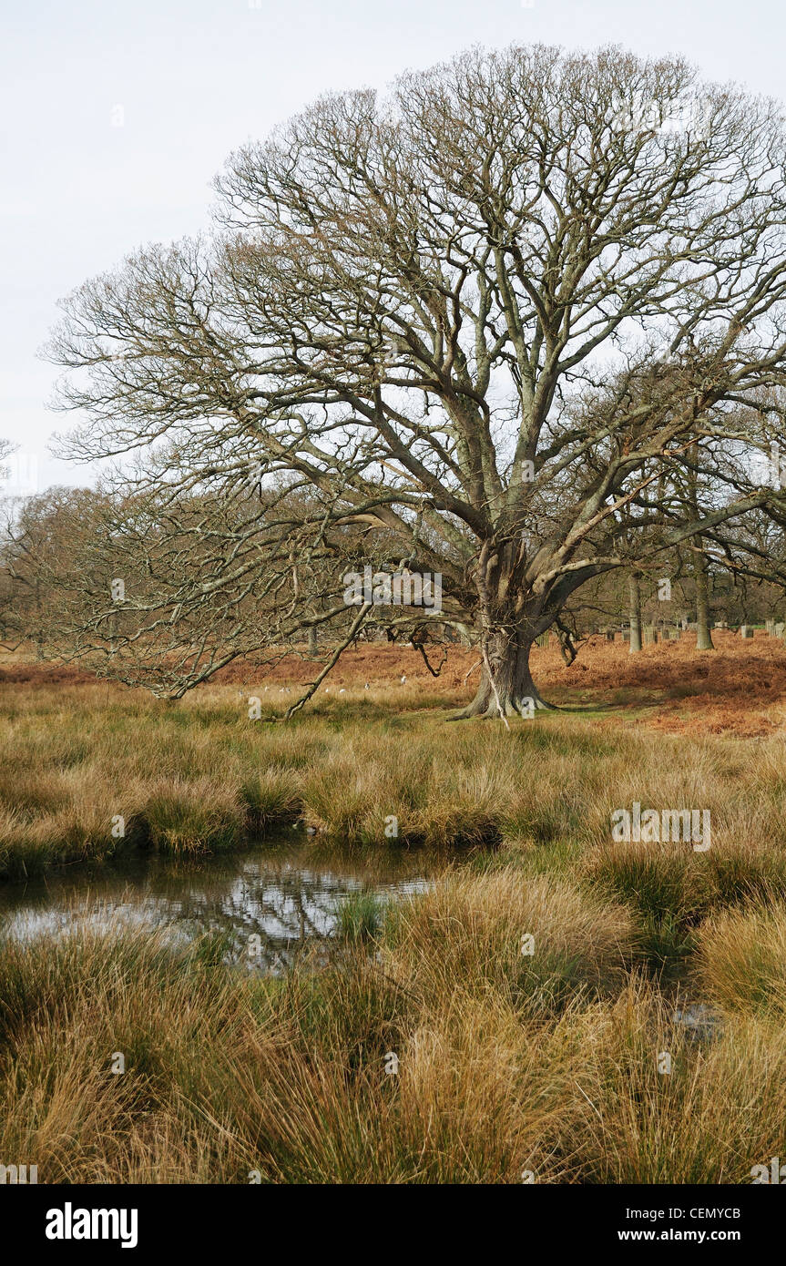 A bare tree with a pond and marsh grass in the foreground Stock Photo ...