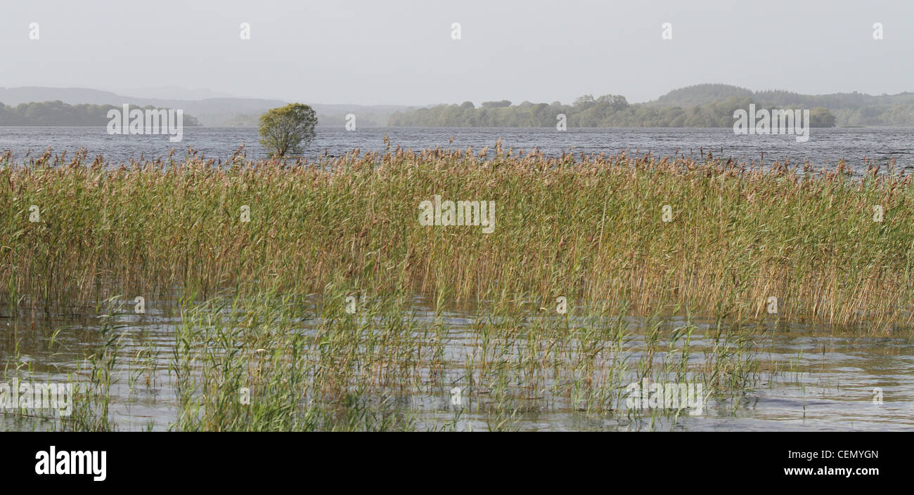 Reeds on the shores of Lough Macnean Upper in Ireland. View from the ...