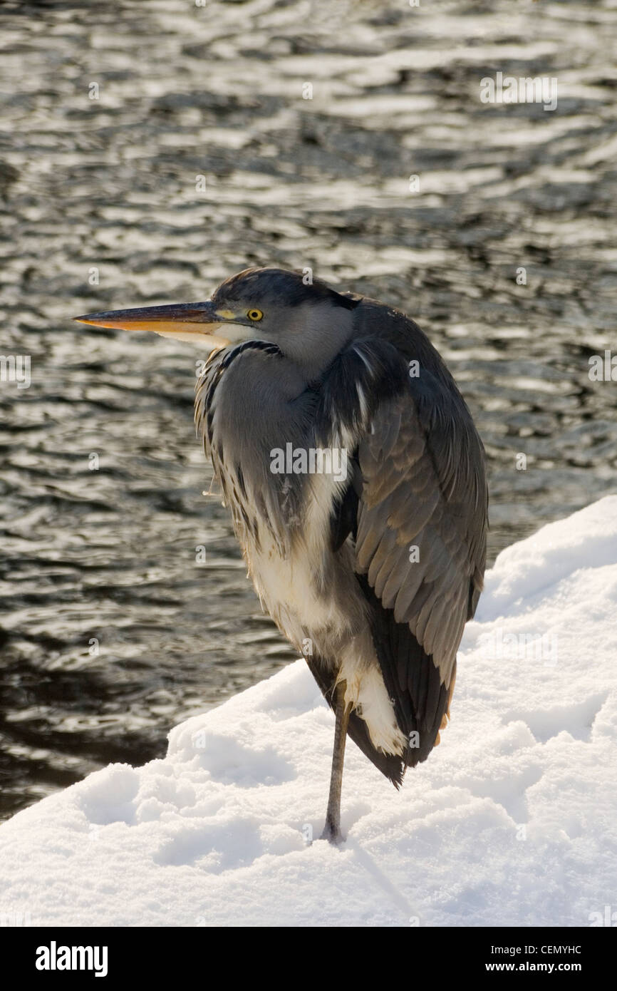 Heron on one leg hi-res stock photography and images - Alamy