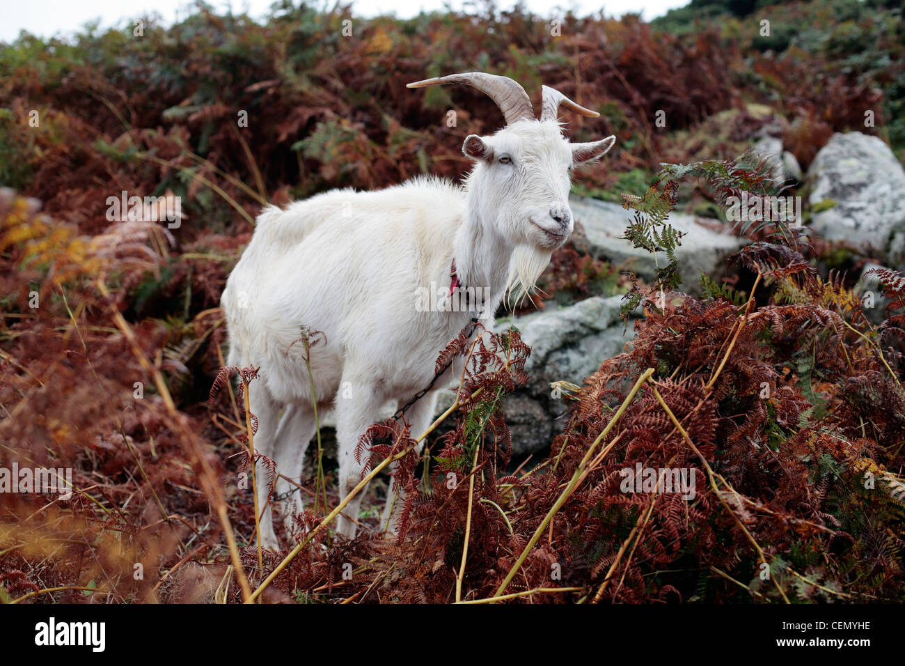 Island Of Bryher High Resolution Stock Photography and Images - Alamy