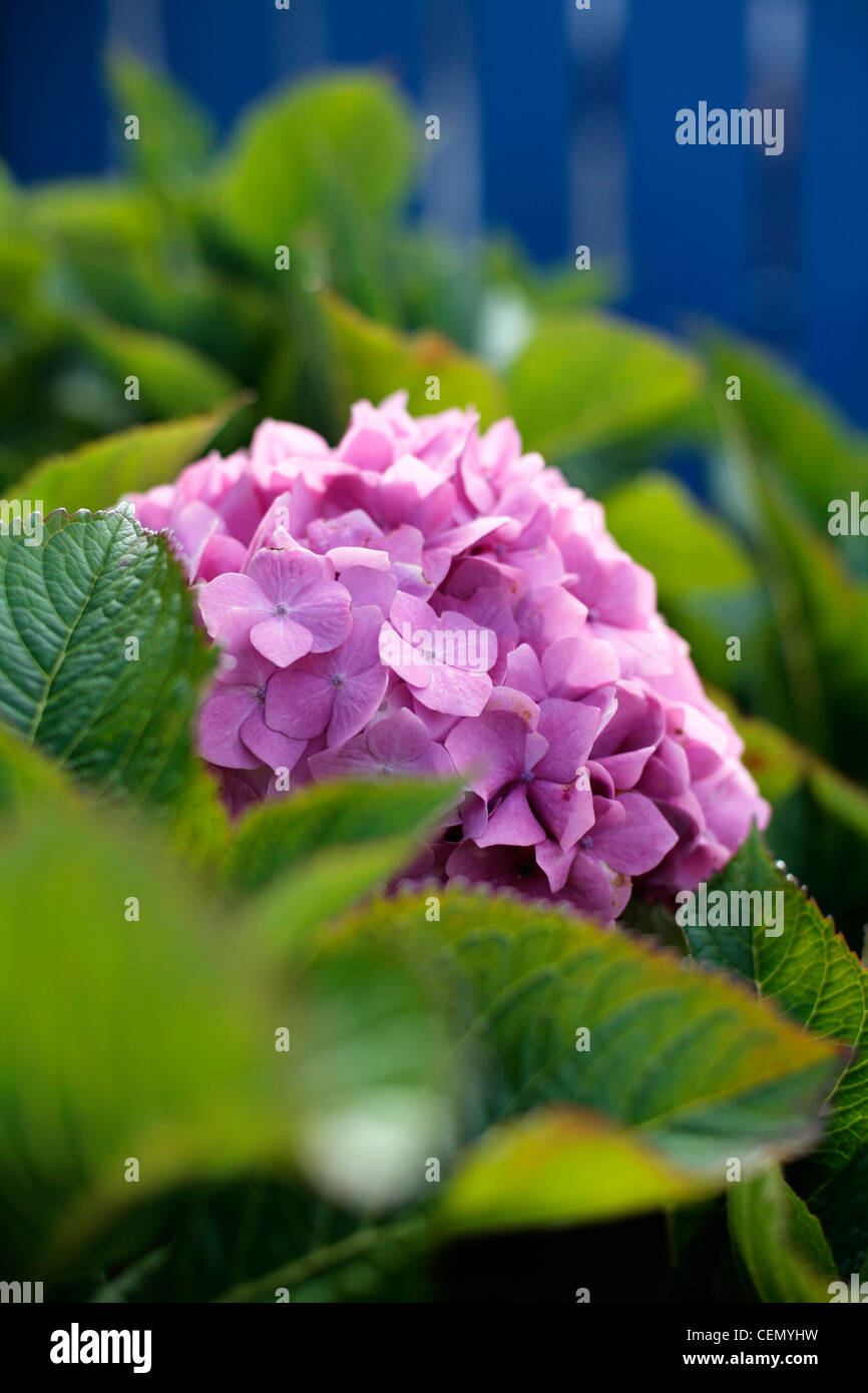 Pink hydrangea hi-res stock photography and images - Alamy