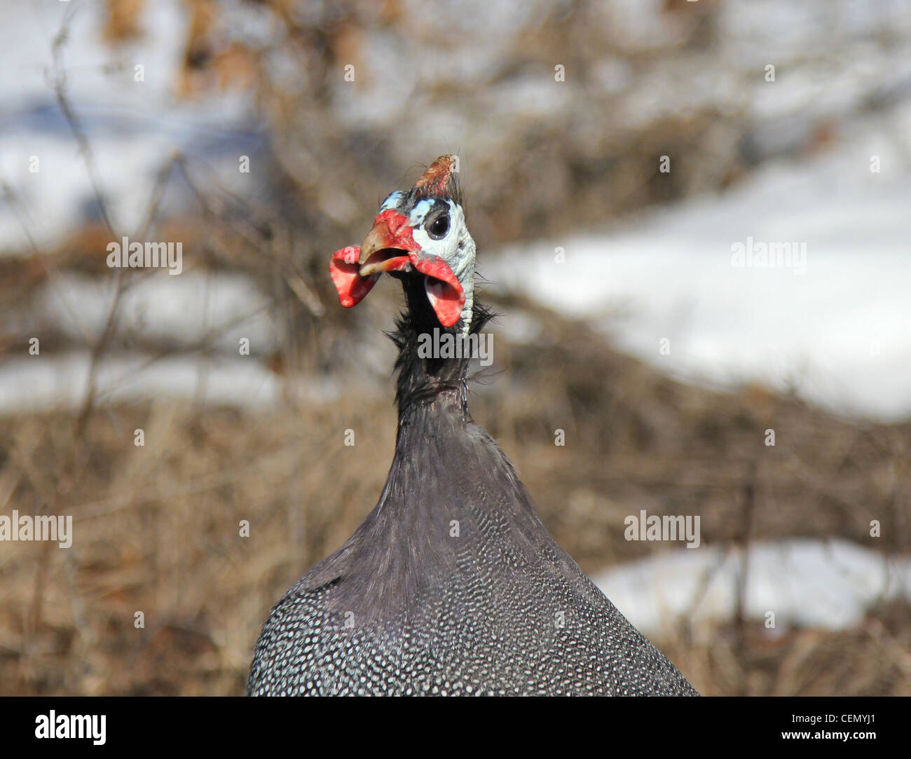 Guinea fowl chicks hi-res stock photography and images - Alamy