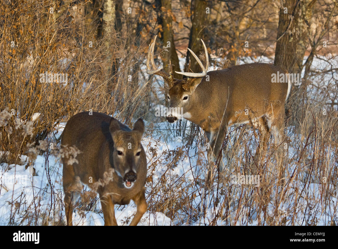 Deer winter forage hi-res stock photography and images - Alamy