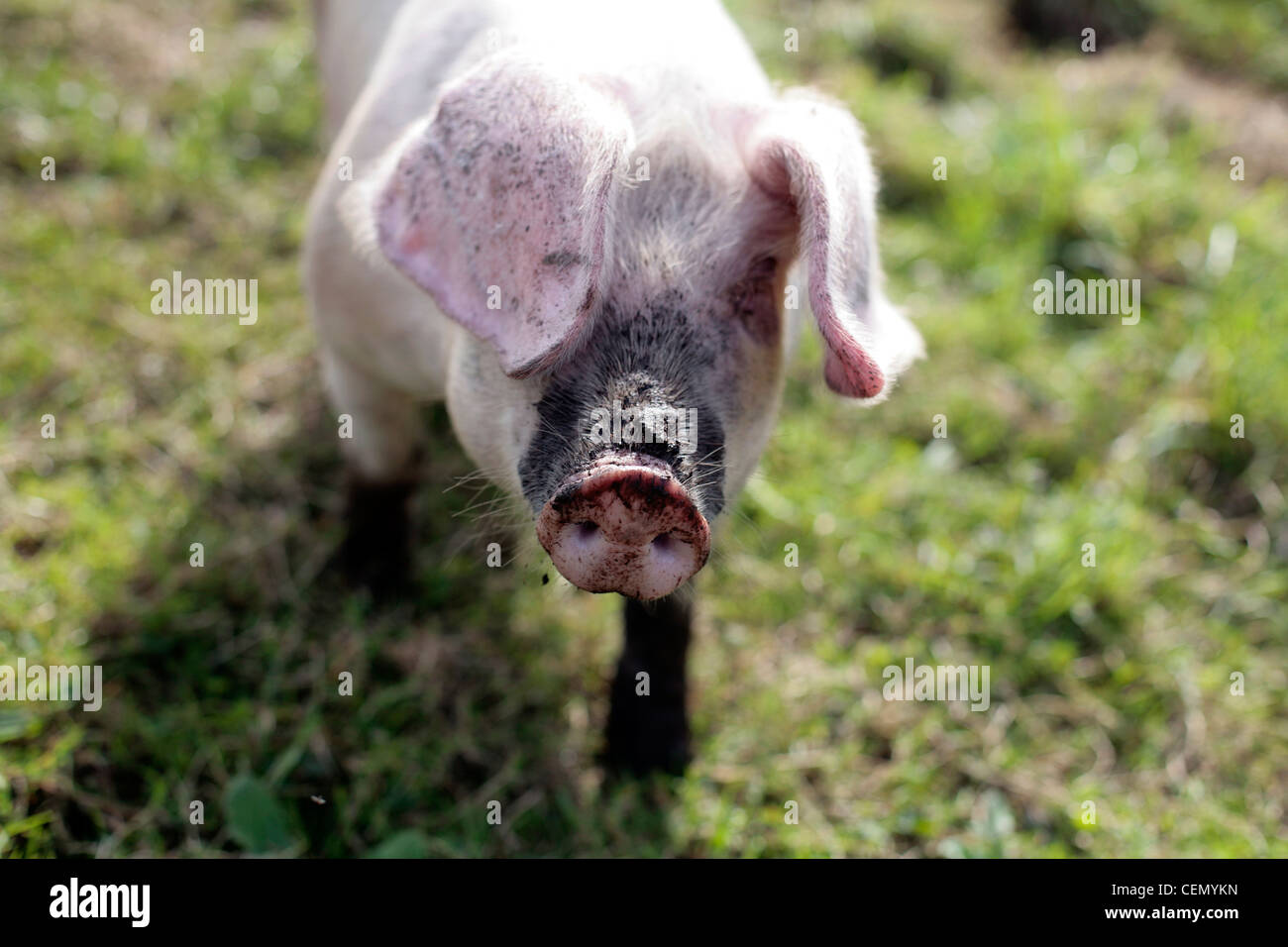 Pig on St Agnes island, Scilly Isles, UK Stock Photo - Alamy