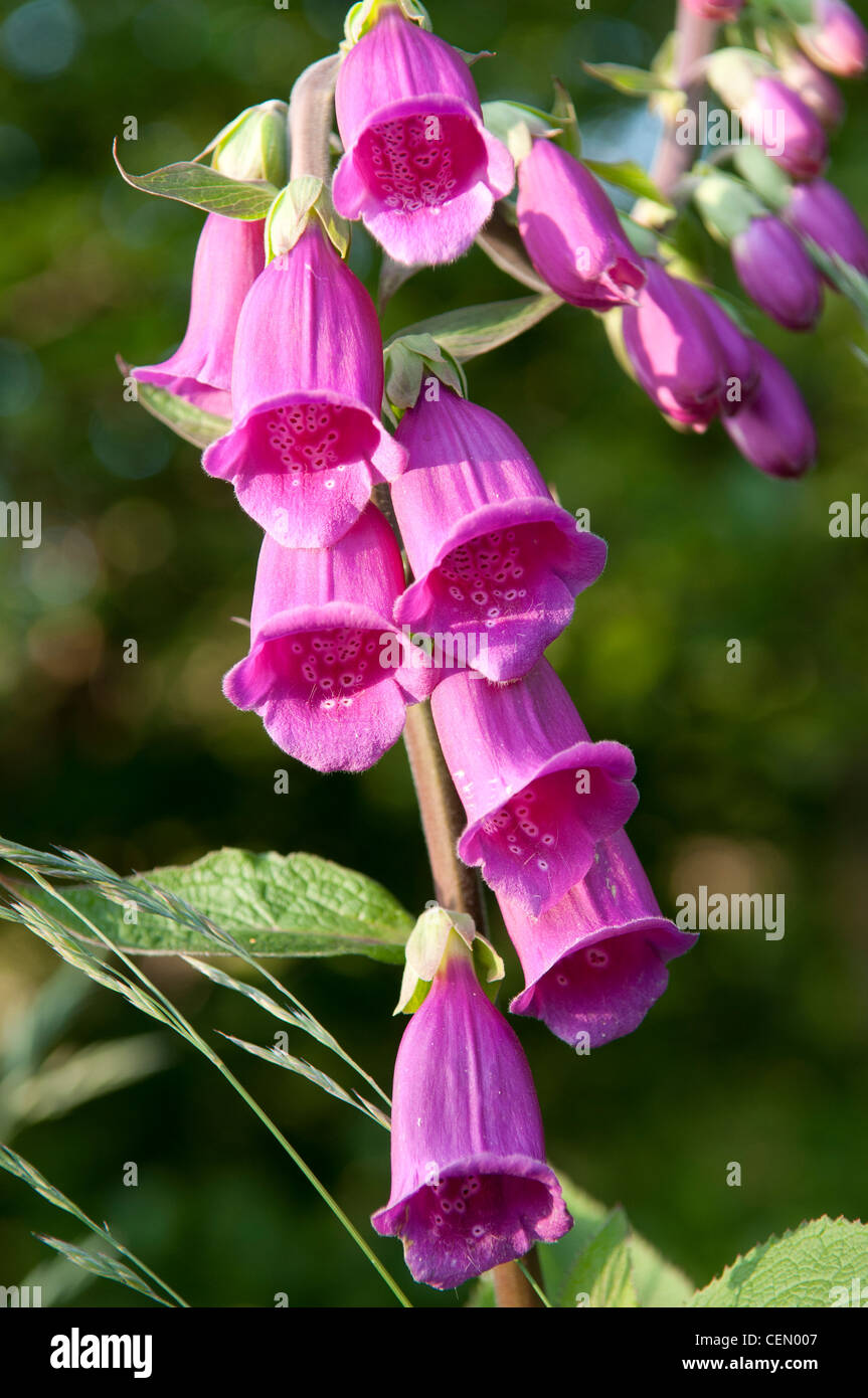 Fox gloves hi-res stock photography and images - Alamy