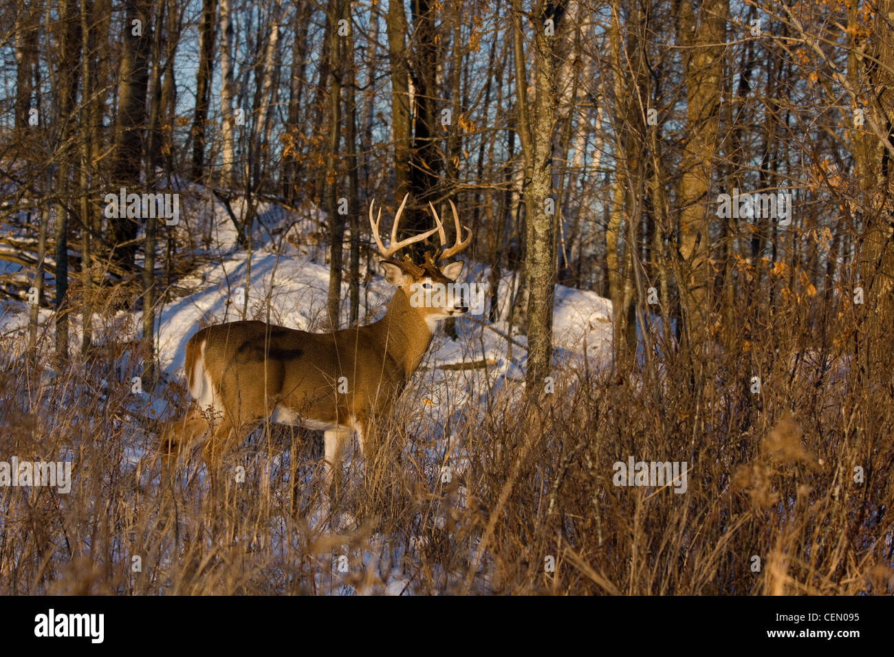 Snow large big impressive buck male hi-res stock photography and images ...