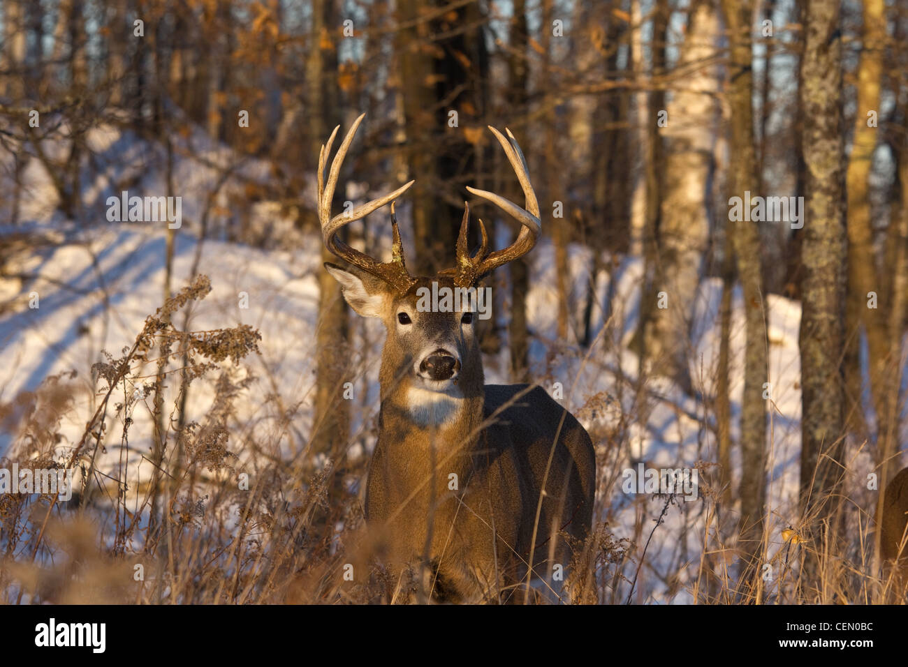 White-tailed buck in winter Stock Photo - Alamy