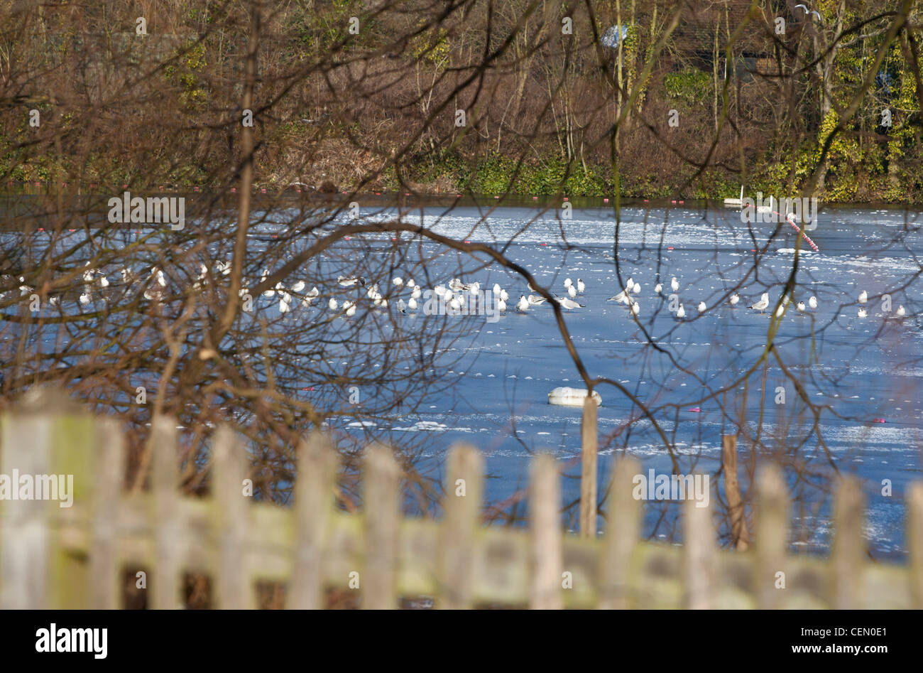 Frozen Lake, Hampstead Heath, London, England, UK Stock Photo - Alamy