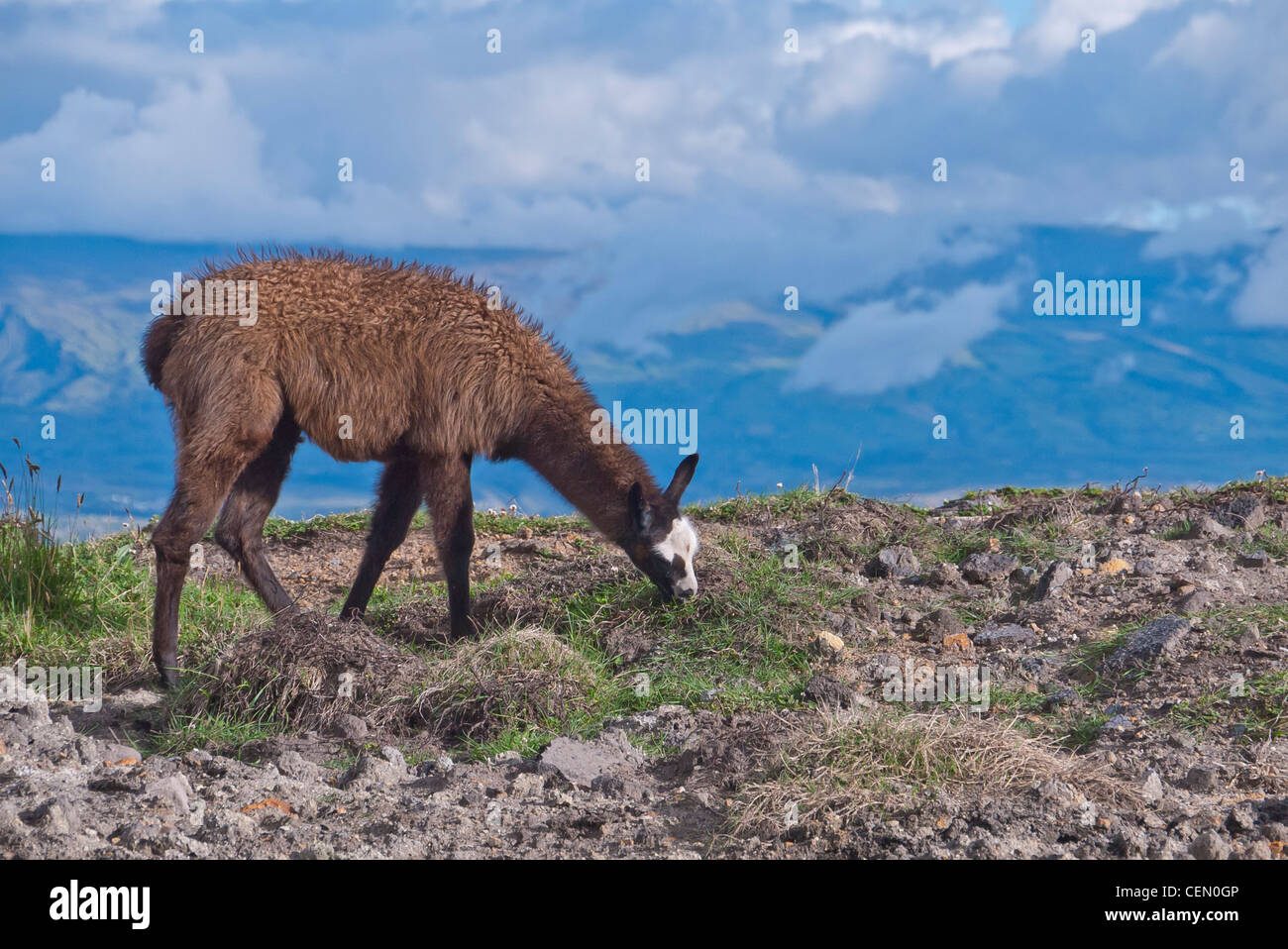 Llama andes hi-res stock photography and images - Alamy